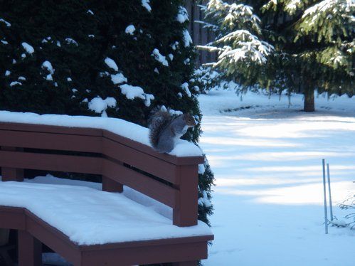 Snow squirrel in Bothell | Bothell-Kenmore Reporter