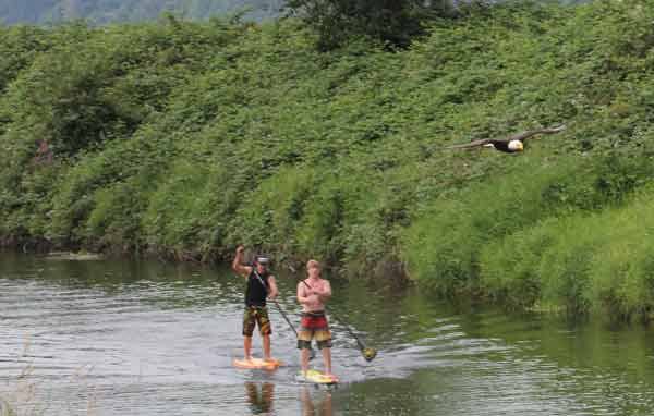 Bald eagle joins Stroke the Slough race | Bothell-Kenmore Reporter
