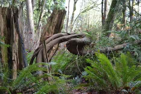 City of Bothell purchases Boy Scouts property, protects key piece of ...