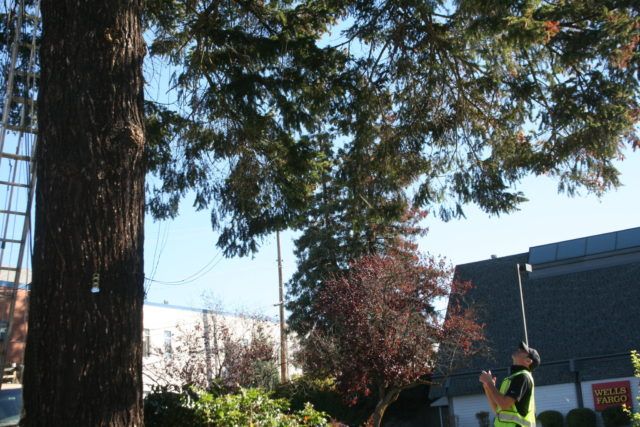 Bothell Christmas tree receives new lights after surviving Main Street ...