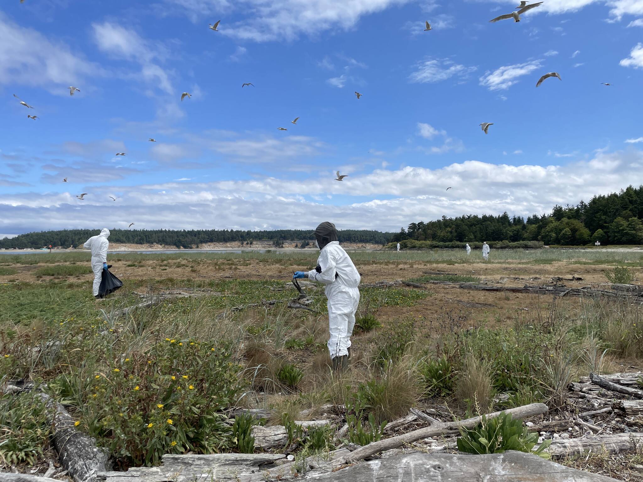 How to navigate the bird flu in Washington state | Bothell-Kenmore Reporter